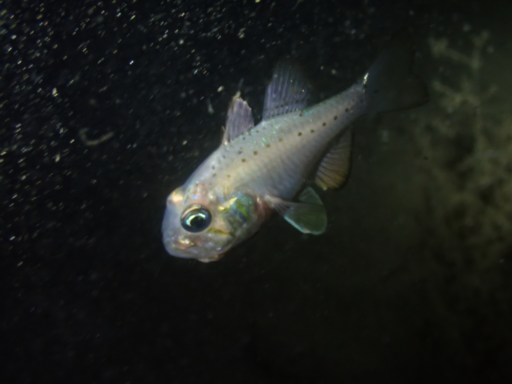 Western Gobbleguts (Ostorhinchus rueppellii) - Marine Life Identification