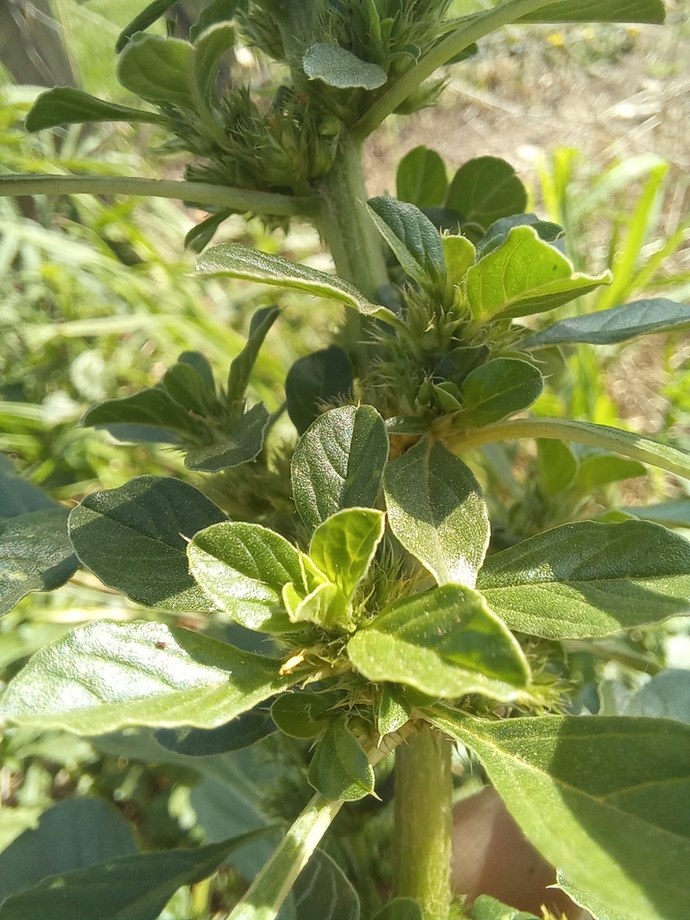 Thunberg's Pigweed (Amaranthus thunbergii) - Botanical Realm