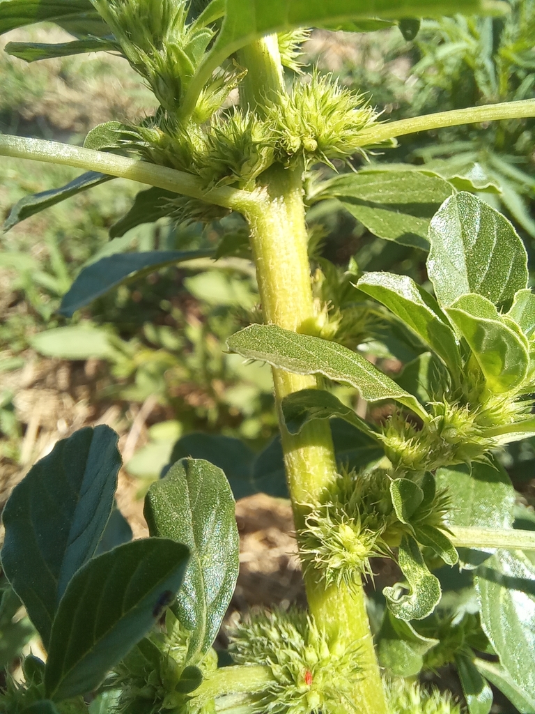 Thunberg's Pigweed (Amaranthus thunbergii) - Botanical Realm