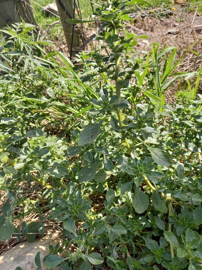 Thunberg's Pigweed (Amaranthus thunbergii) - Botanical Realm
