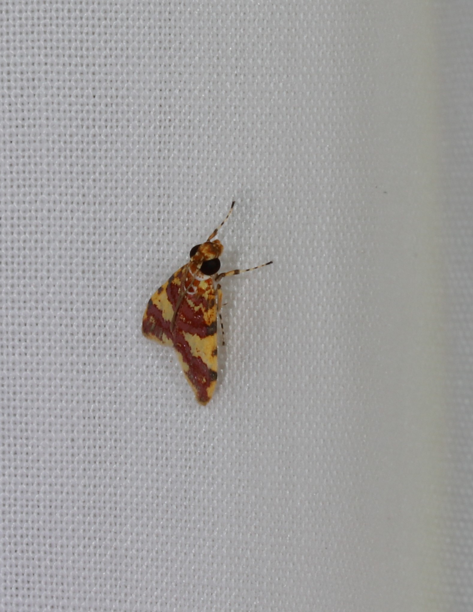 Taurometopa phoenicozona (Hampson, 1917)