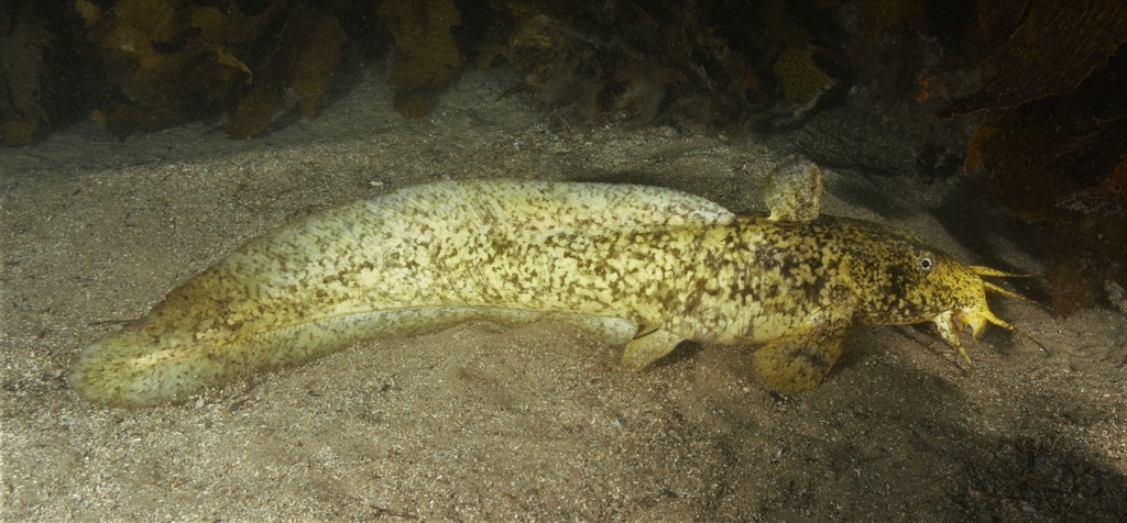 Estuary Cobbler (Fishes of Cabbage Tree Bay Aquatic Reserve, Sydney ...