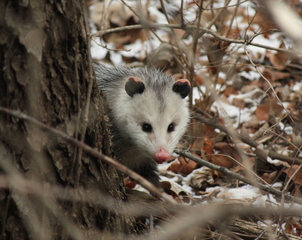 Large American Opossums, Mouse Opossums, and Allies (Didelphinae ...