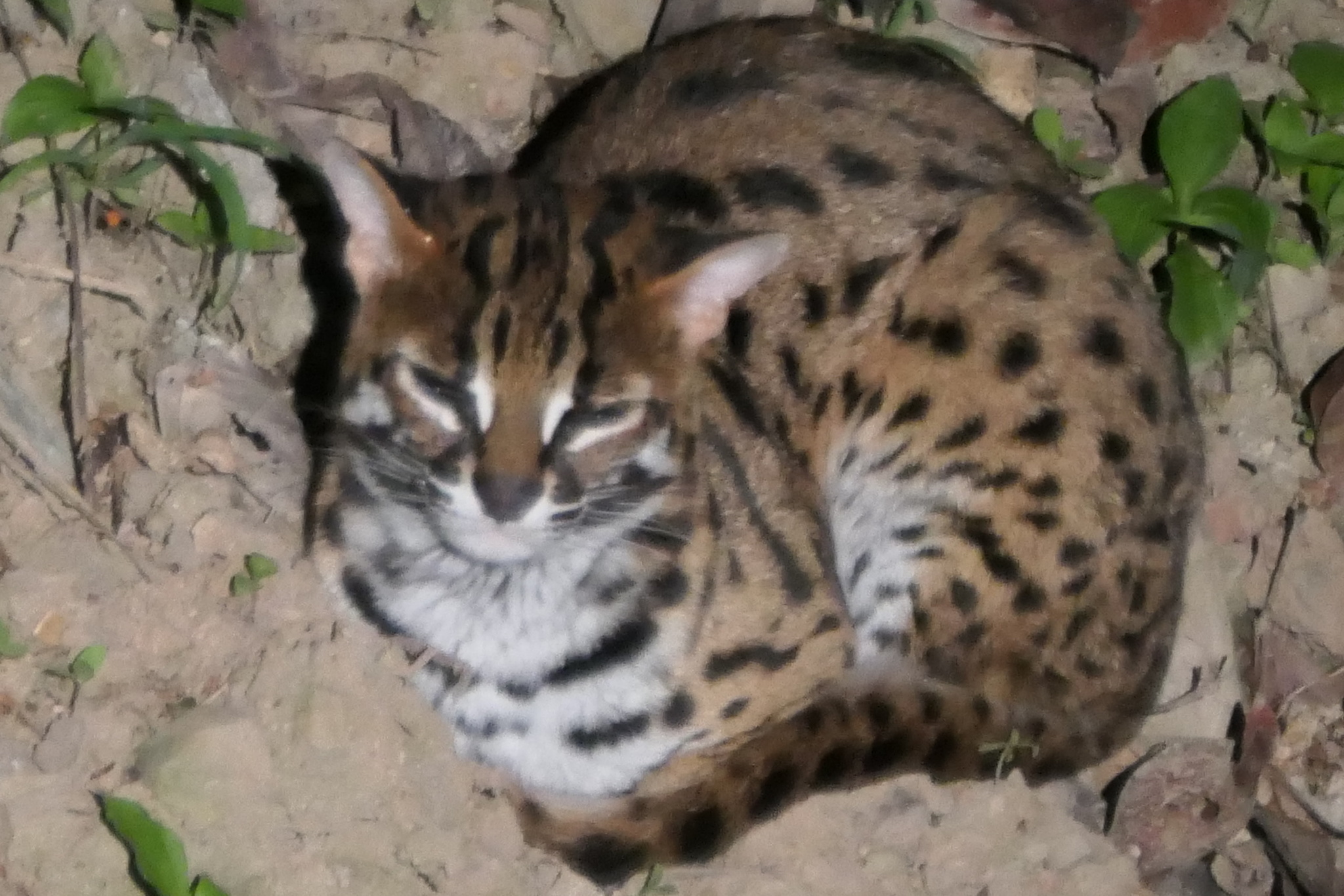 Philippine Wild Cat