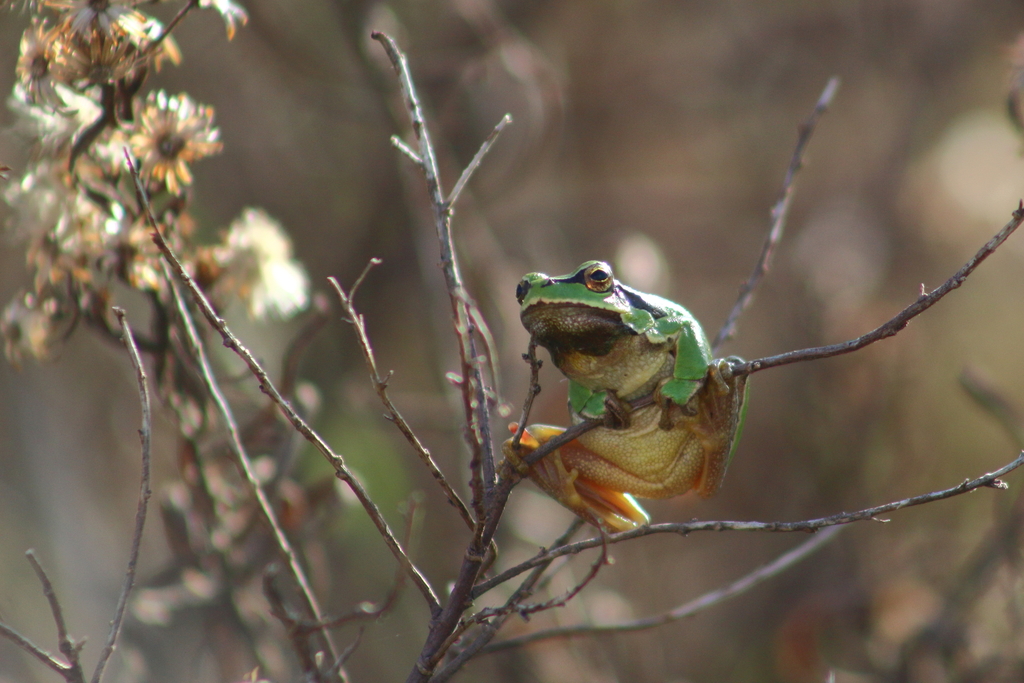 European Tree Frog from Attica, Greece on December 30, 2020 at 11:48 AM ...