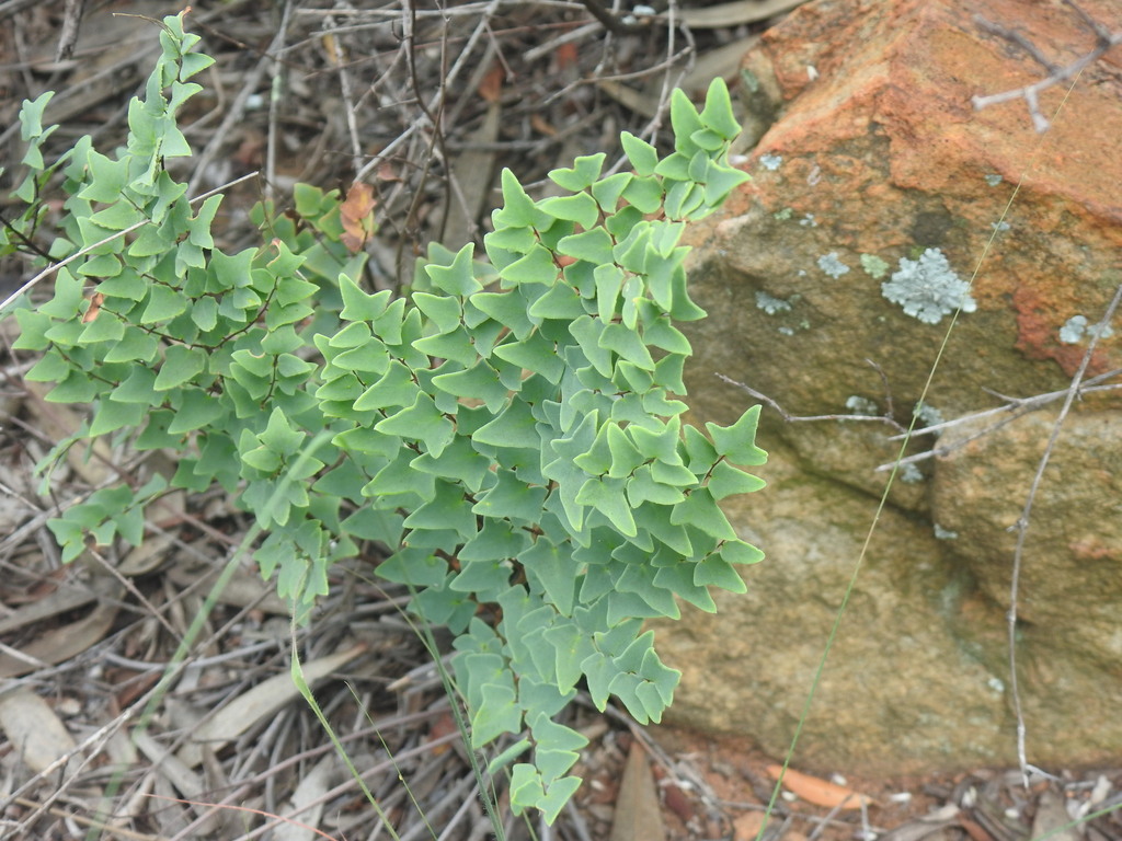 Hard Fern from Faerie Glen Nature Reserve, Pretoria, Gauteng, South ...