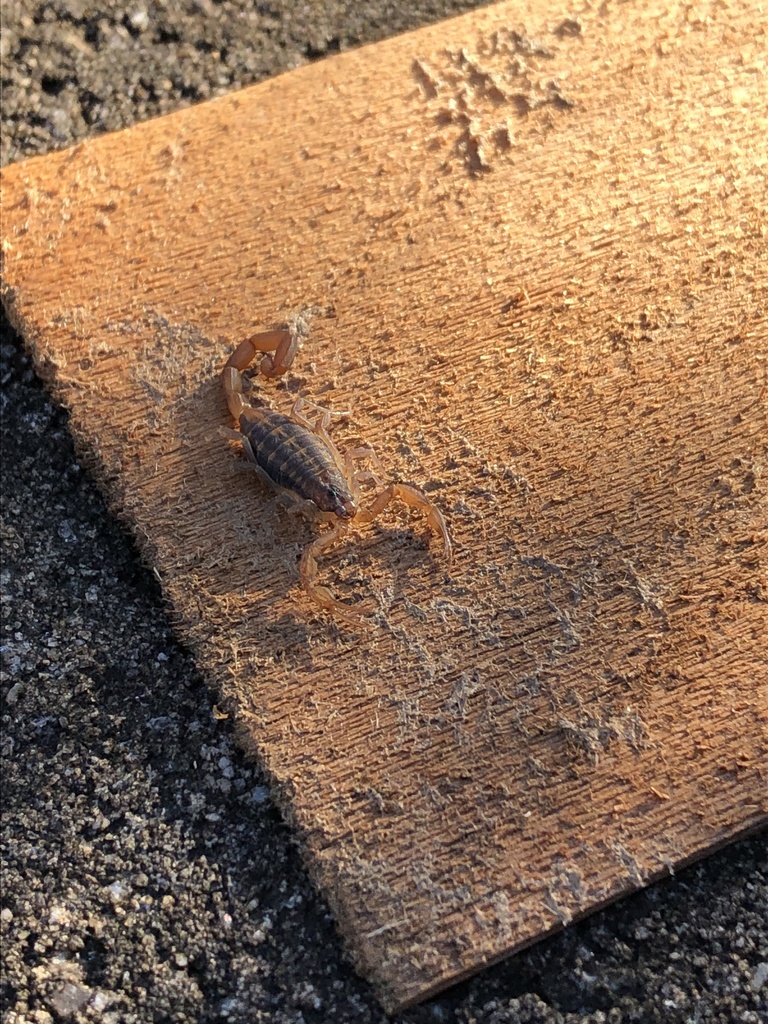 Hentz Striped Scorpion from Acorn Ct, Pine Knoll Shores, NC, US on ...