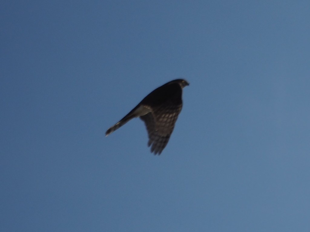Sharp-shinned Hawk from 691 W Lebanon St, Mt Airy, NC 27030, USA on ...