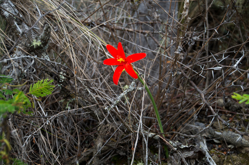 Pyrolirion cutleri · iNaturalist