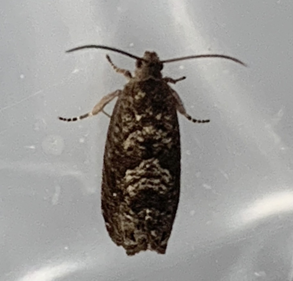 Oriental Fruit Moth in December 2020 by mitsg · iNaturalist