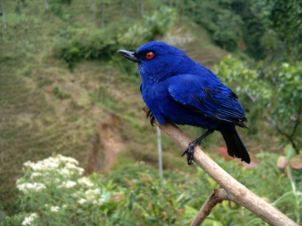 Indigo Flowerpiercer from Valdivia, Antioquia, Colombia on September 7 ...