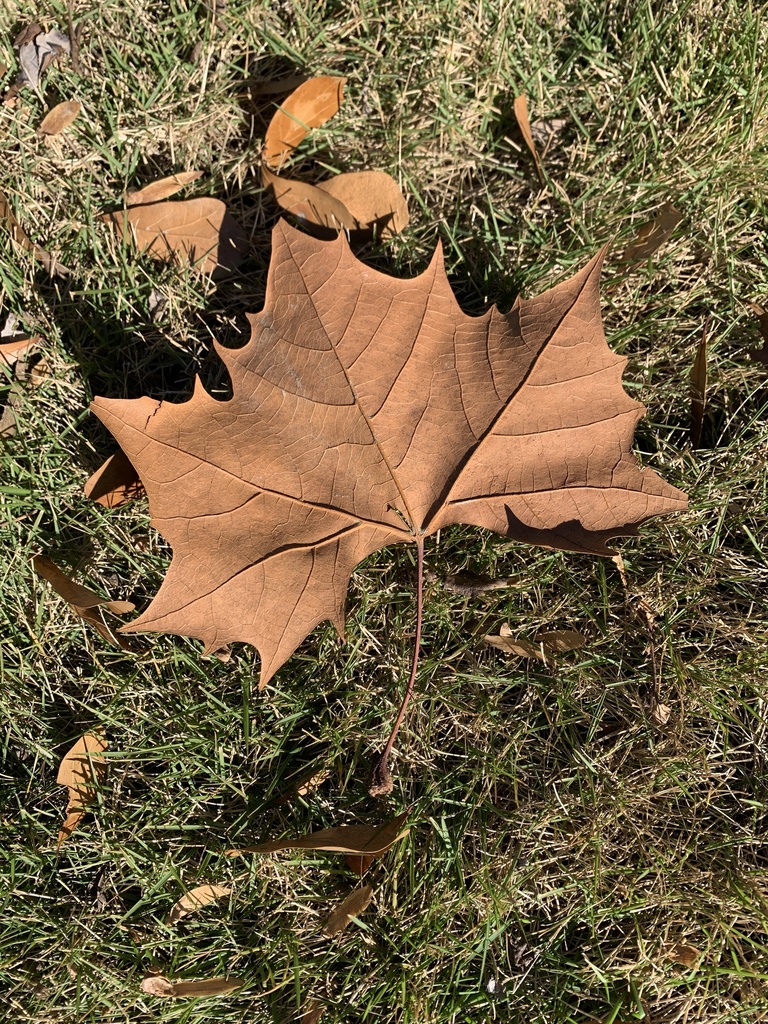 American sycamore from Crawford St, Montgomery, AL, US on December 30 ...
