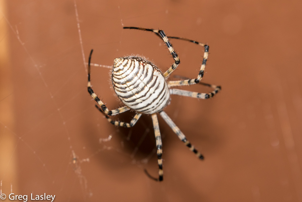 Banded Garden Spider from Jeff Davis County, TX, USA on September 30 ...