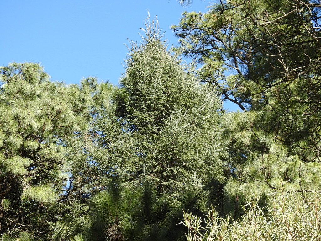 (Abies religiosa mexicana) - Botanical Realm