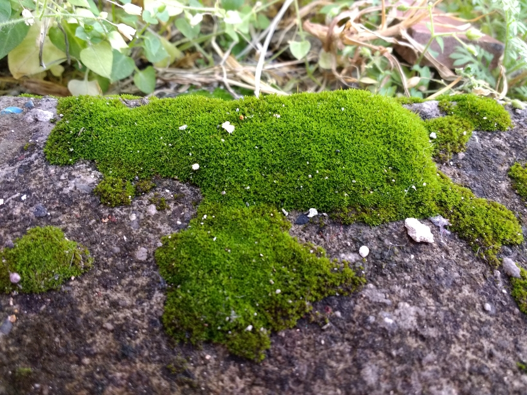Thuidium peruvianum from Xingu 25, Valle de Aragon 3ra Secc, 55280 ...
