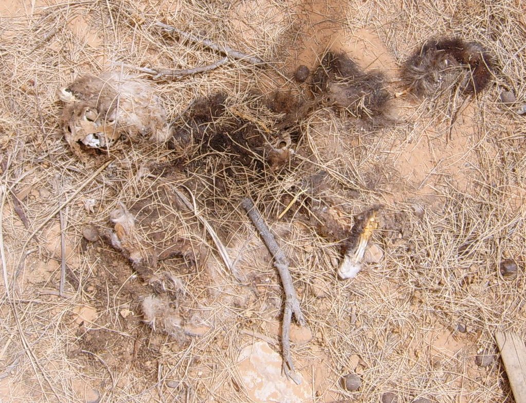 African Wildcat in May 2008 by Luca Boscain. · iNaturalist