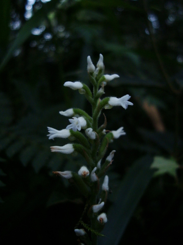 Microchilus austrobrasiliensis · NaturaLista Colombia