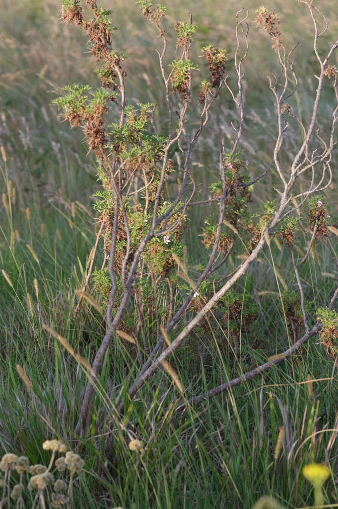 Rasp-leaf pelargonium from Grahamstown, mountain drive from Waainek to ...
