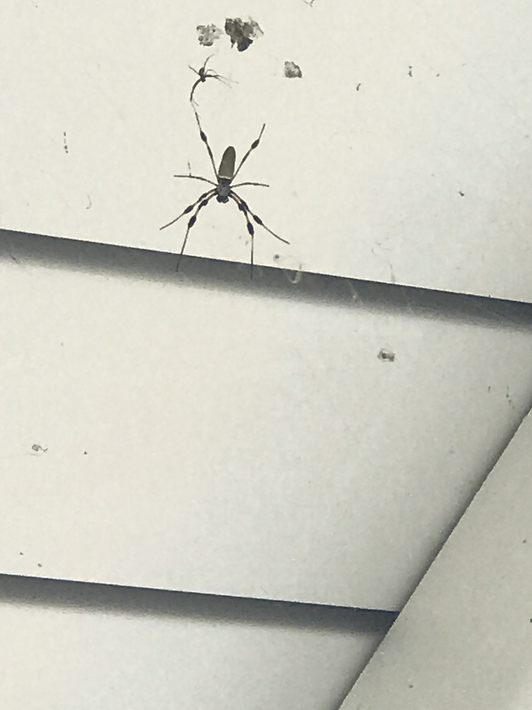 Golden Silk Spider from SW 130th Ave, Davie, FL, US on December 30 ...