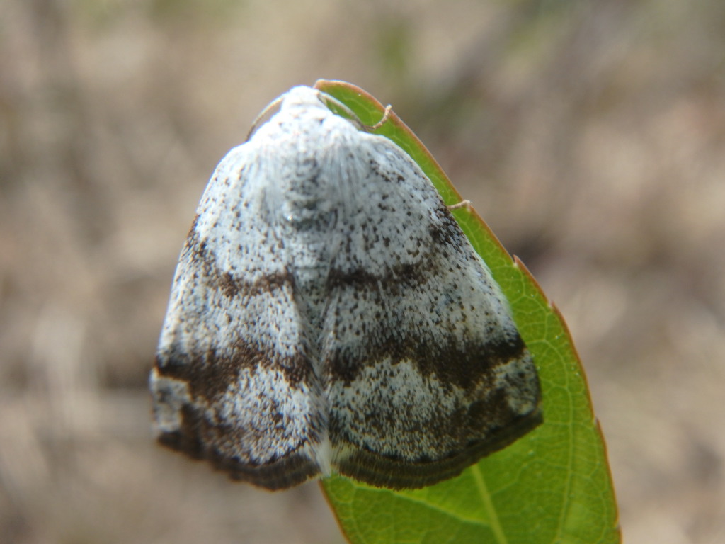 Bluish Spring Moth from Baraga County, MI, USA on June 1, 2020 at 12:08 ...