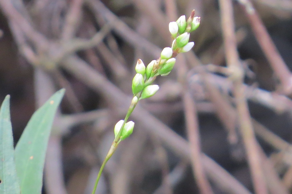 swamp smartweed from Wild Turkey Strand Preserve, Fort Myers, FL 33913 ...