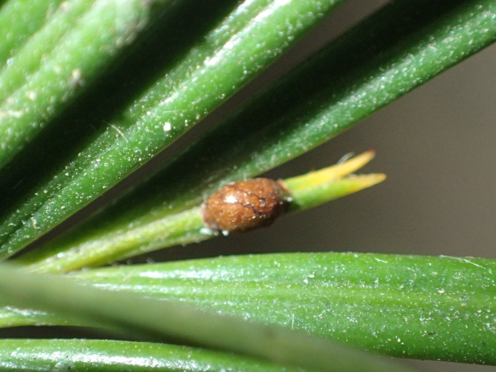 Soft scales in October 2017 by Ron Matsumoto · iNaturalist