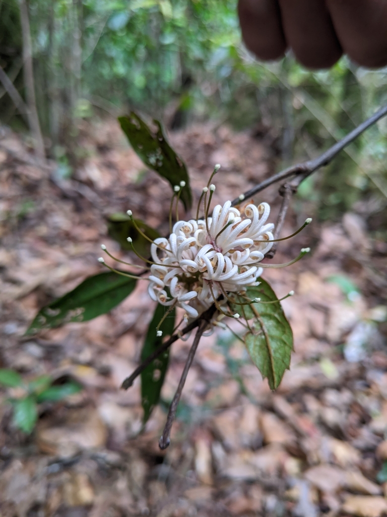 spice bush from Border Ranges NSW 2474, Australia on November 24, 2020 ...