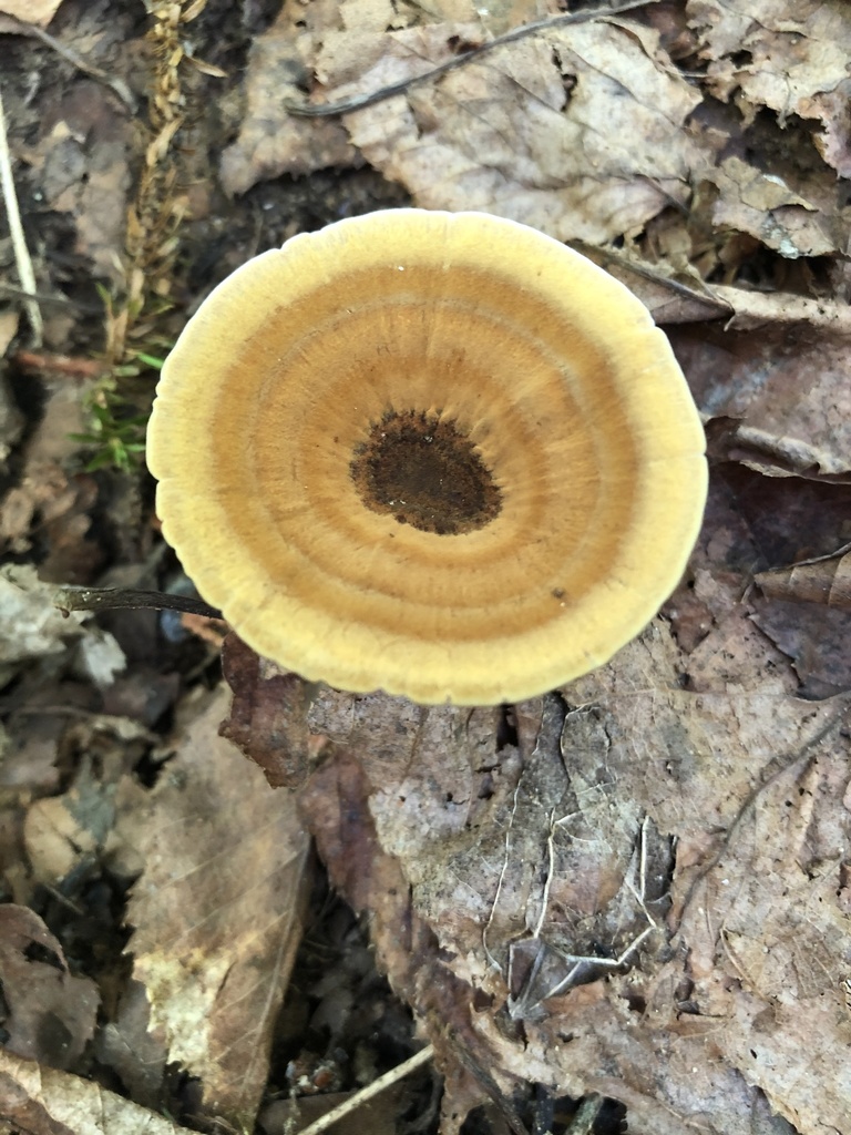 Brown Funnel Polypore from Rivière-Rouge, QC, CA on July 03, 2020 at 02 ...