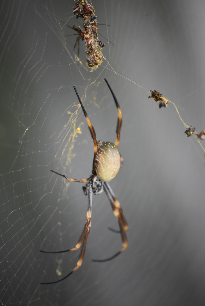 Tiger Spider from Sir Thomas Hiley Park, Tewantin, QLD, AU on December ...