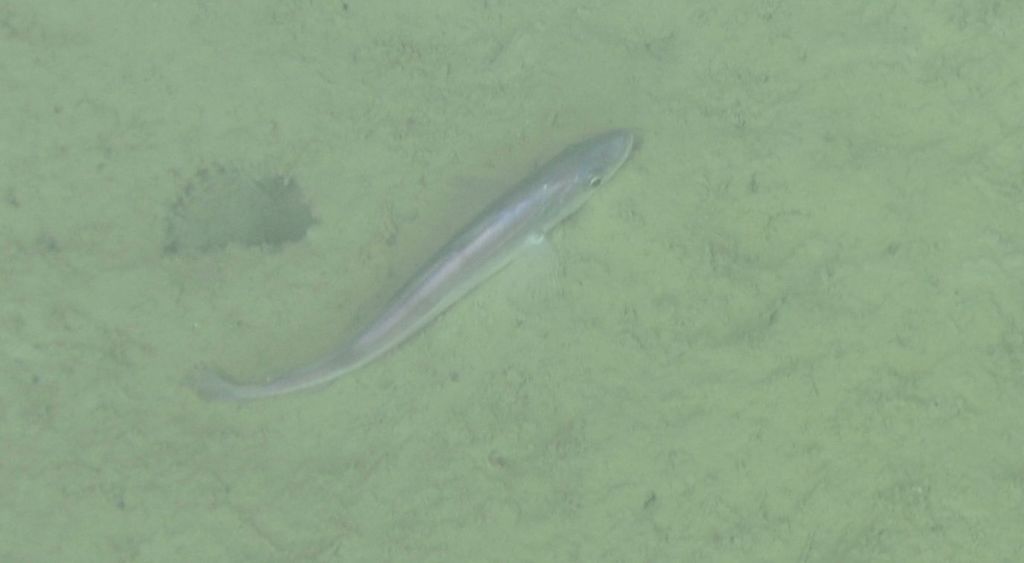 Pacific Hake (RCA monitoring annotation species ID guide) · iNaturalist