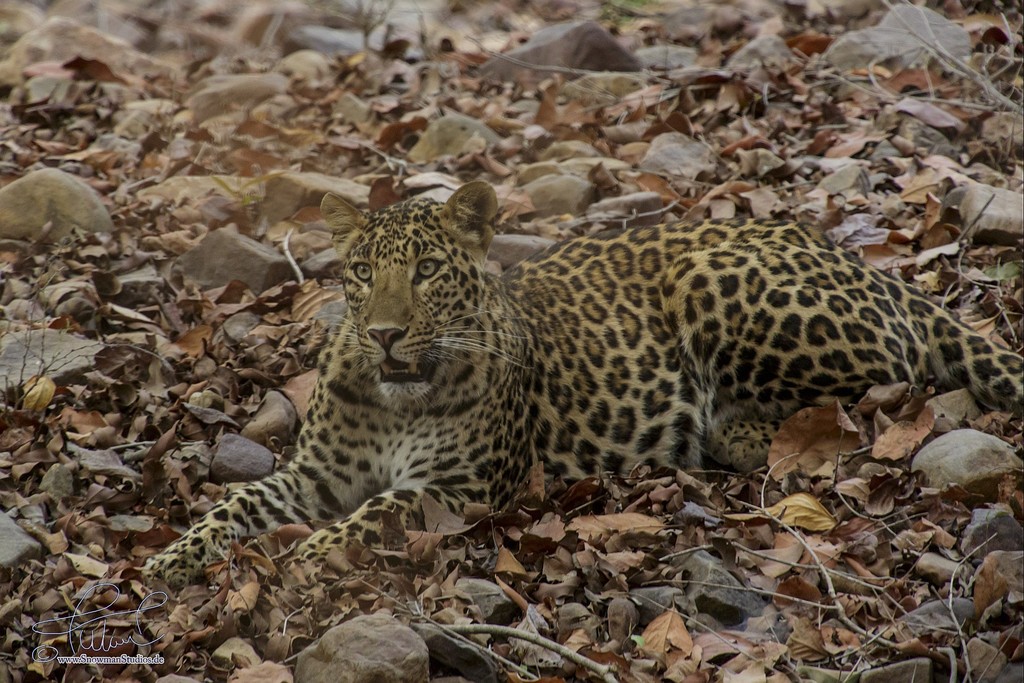 Indian Leopard (Panthera pardus fusca) - Know Your Mammals