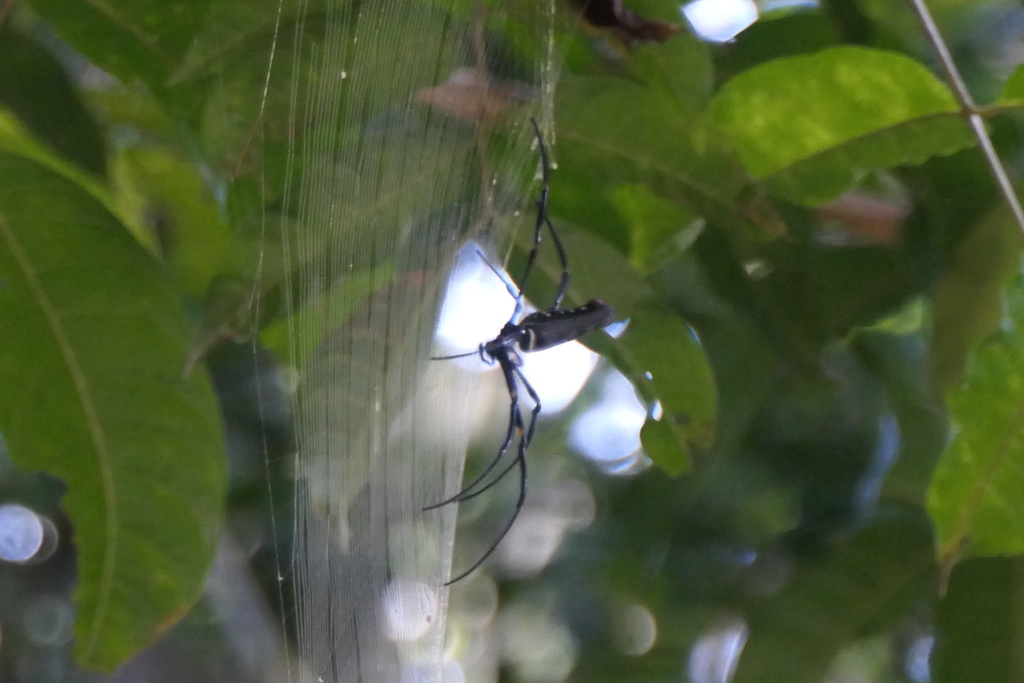 Giant Golden Orbweaver from Labak And Sugut, Labak And Sugut, Sabah, MY ...