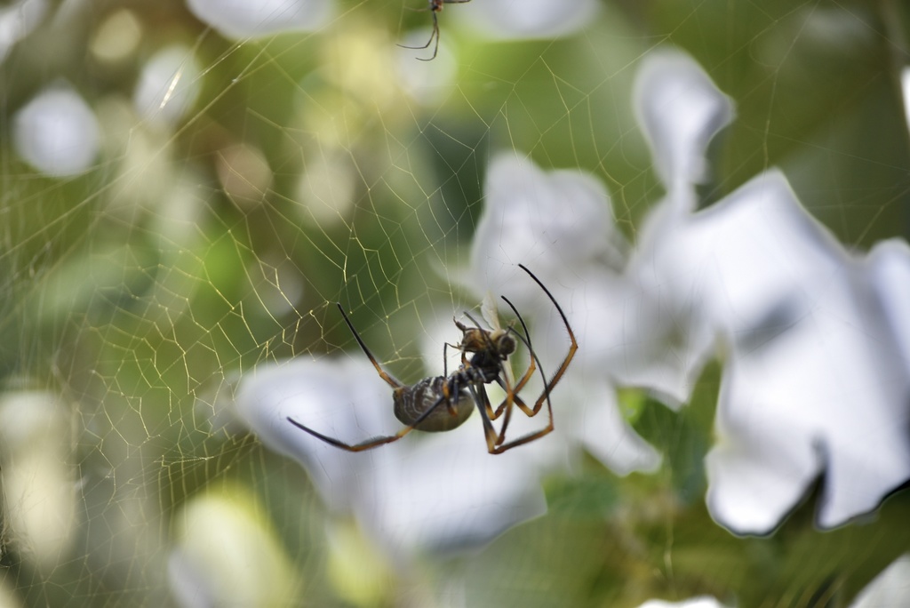 Tiger Spider from Noosa River, Noosaville, QLD, AU on December 26, 2020 ...
