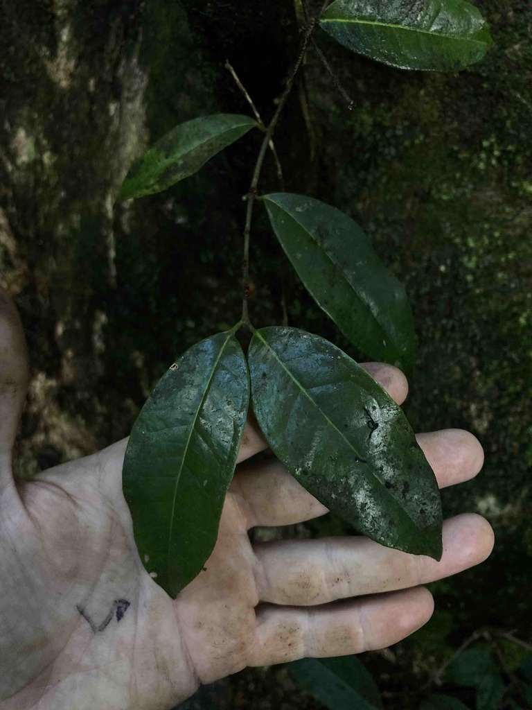 Cassipourea elliptica in December 2020 by Steve Maldonado Silvestrini ...