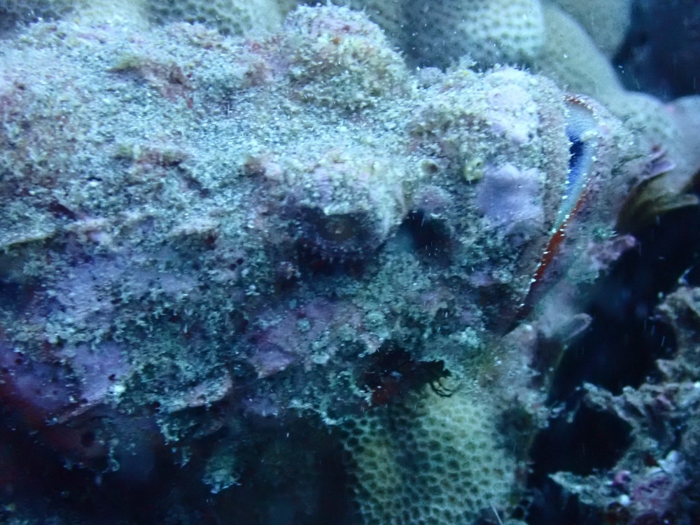 Devil Scorpionfish from North Pacific Ocean, Wailea, HI, US on December ...