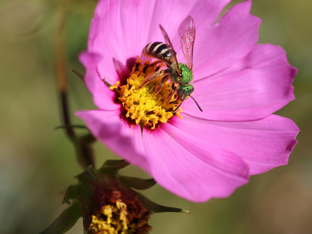 Bicolored Striped Sweat Bee from 123 North St, Burlington, VT 05401 ...