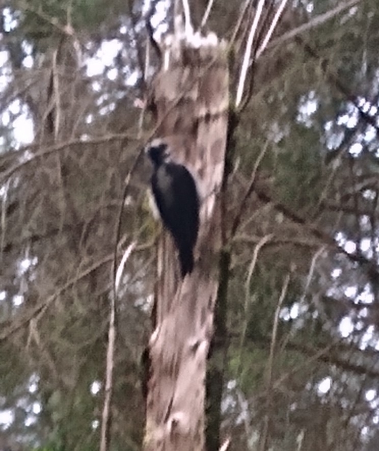Hairy Woodpecker From North Bend Wa 98045 Usa On December 29 2020 At