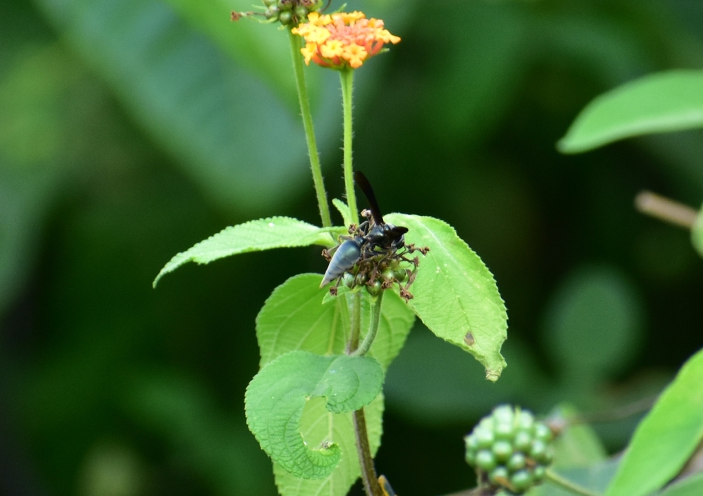 Northern Warrior Wasp from La Palma, Provincia de Puntarenas, Costa ...