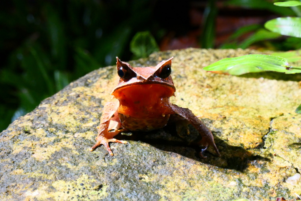 Long-nosed Horned Frog from Kota Belud, Sabah, MY on January 14, 2020 ...