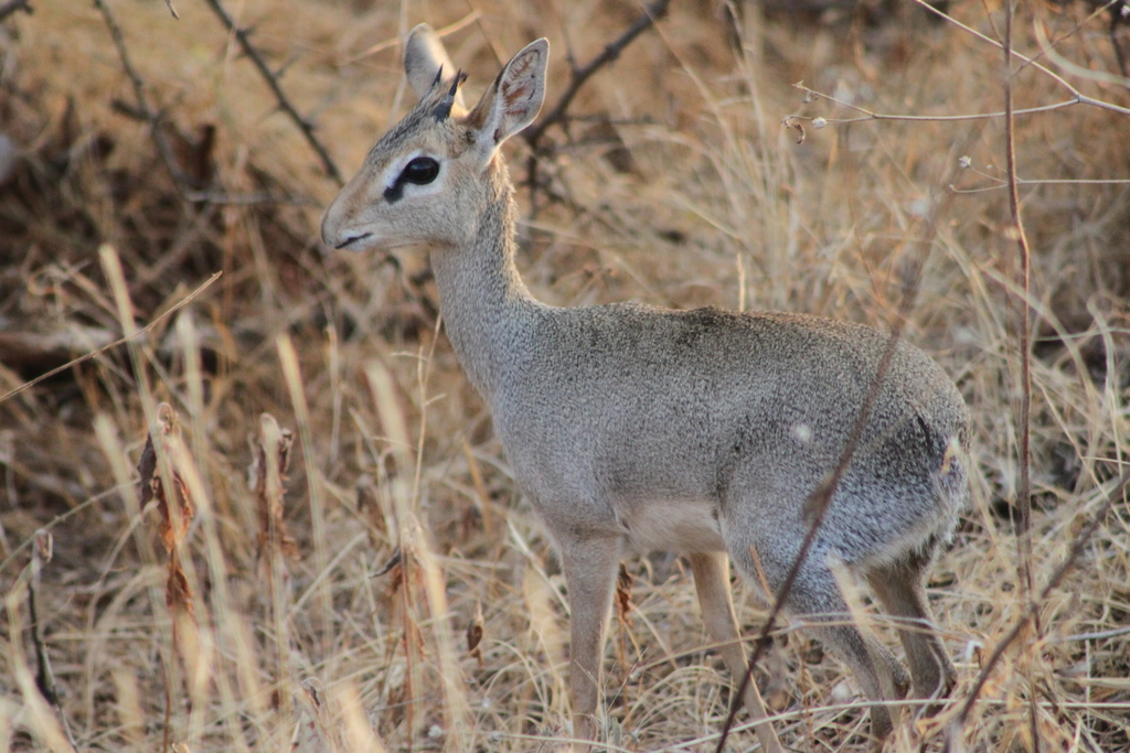 Kirk's Dik-dik in July 2012 by Clare Marter Kenyon · iNaturalist