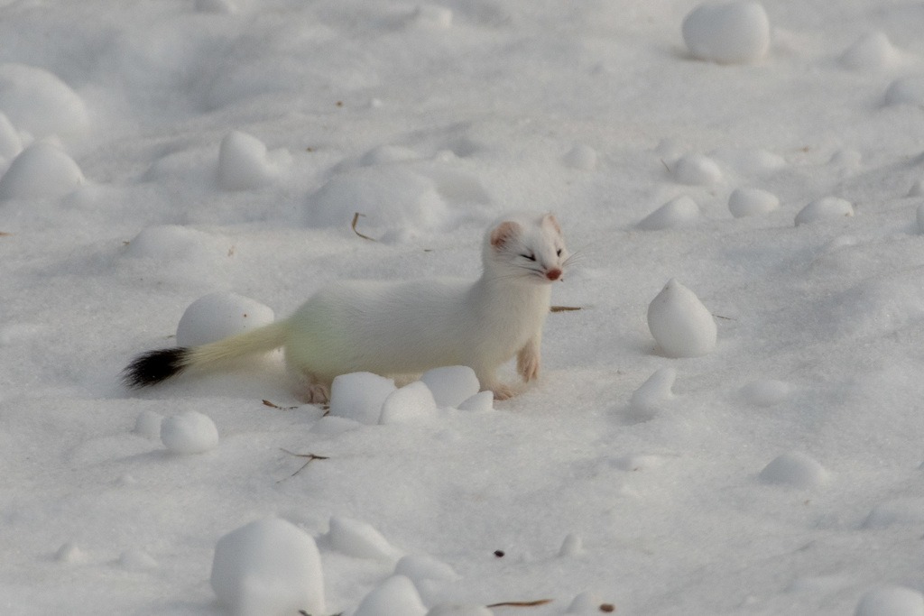 American Stoat from St Louis County, MN, USA on December 29, 2020 at 09 ...