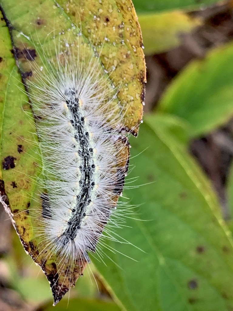 Fall Webworm Moth in October 2020 by snapshot · iNaturalist