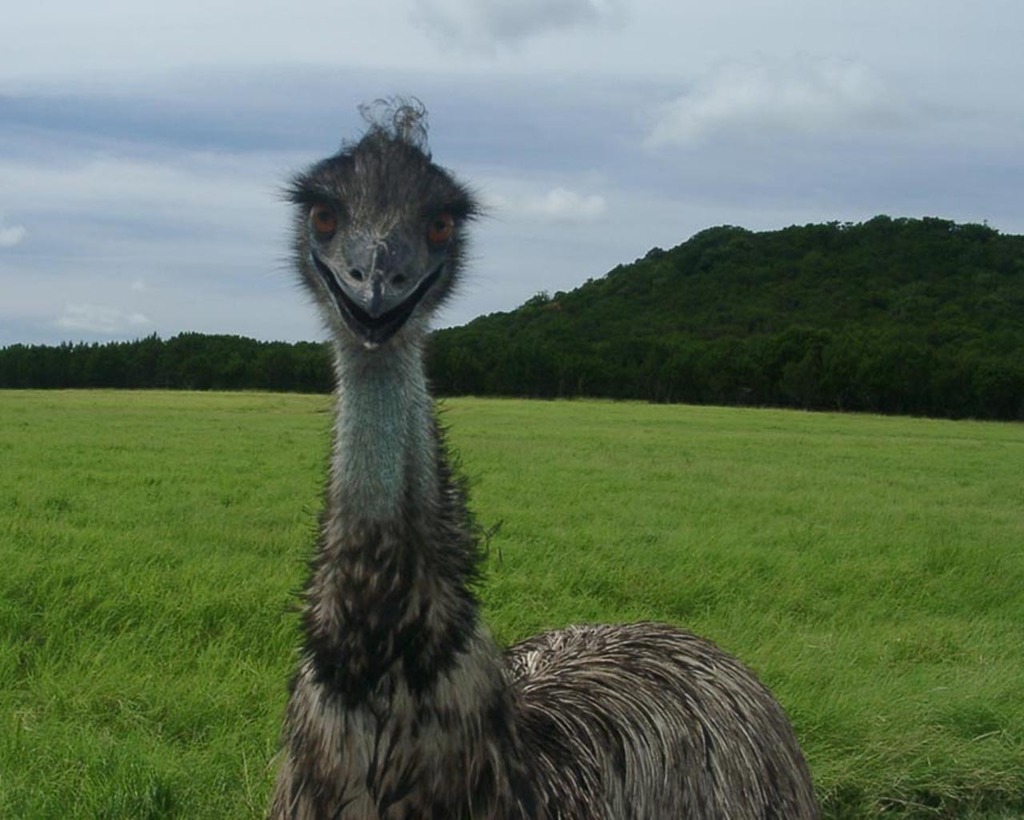 Emu from Somervell County, TX, USA on August 13, 2002 at 11:01 AM by ...