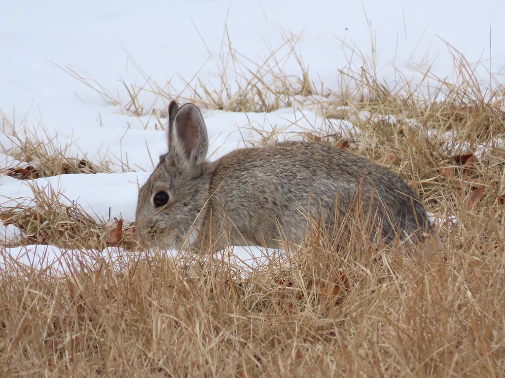 Mountain Cottontail from Beaverhead County, MT, USA on December 30 ...