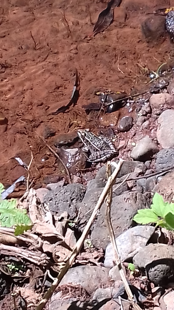 Transverse Volcanic Leopard Frog from Tlajomulco de Zúñiga, Jal ...