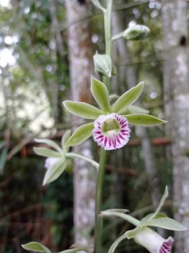 Galeandra beyrichii from Concordia on December 26, 2020 at 11:01 AM by ...