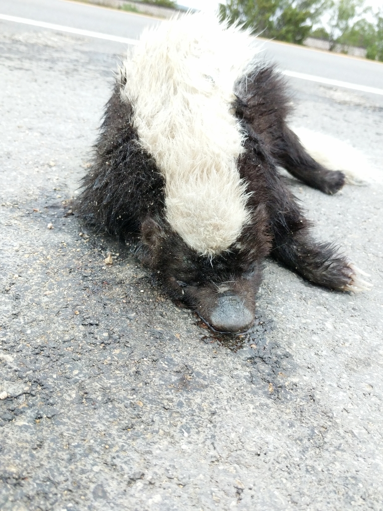 Western Hog-Nosed Skunk (Wildlife of John Martin Reservoir State Park ...