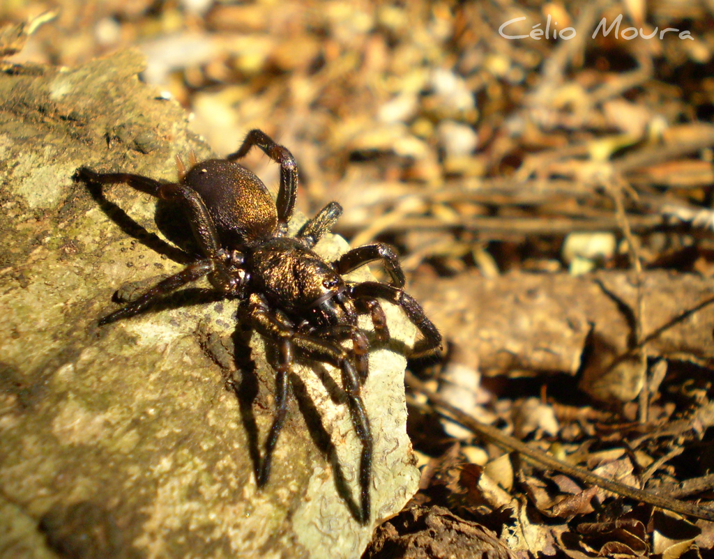 Goldeneye Wafer-lid Spiders from Parque do Sabiá - Uberlândia, MG ...