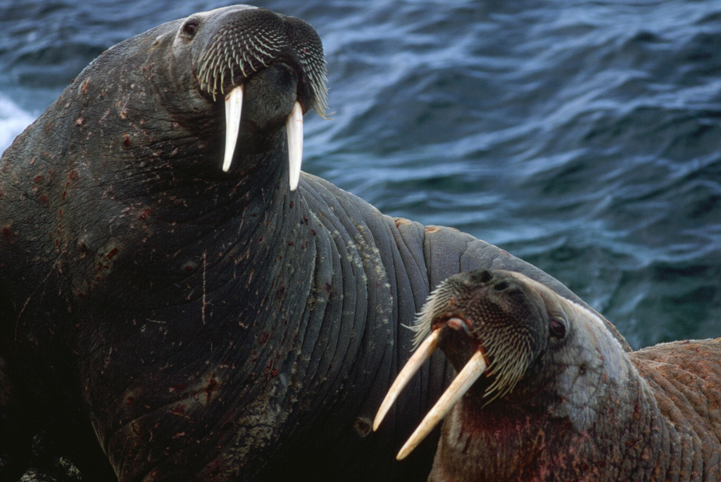 Atlantic Walrus in July 2003 by cotinga. Date approximate; scanned from ...