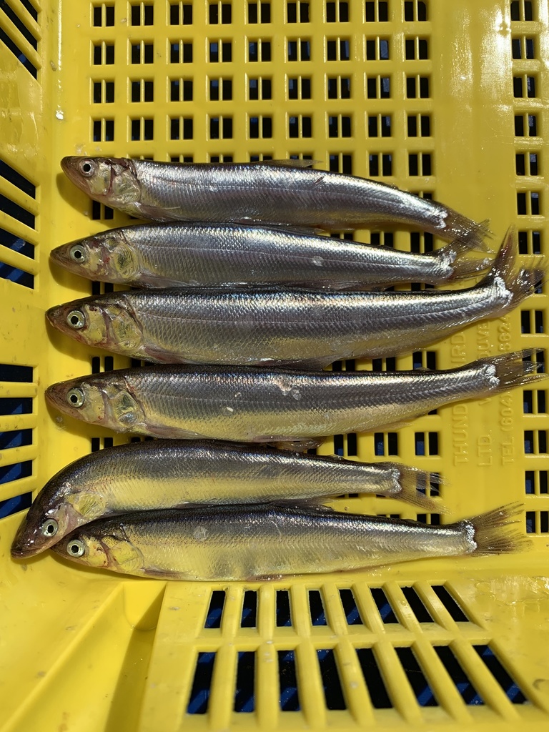 Eulachon (Thaleichthys pacificus) - Marine Life Identification